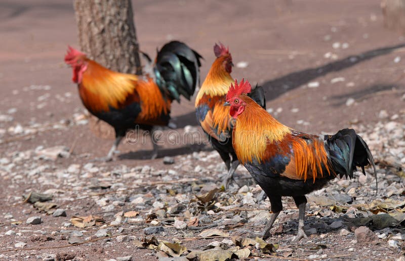 Red Jungle fowl stock photo. Image of farming, camera - 69011080