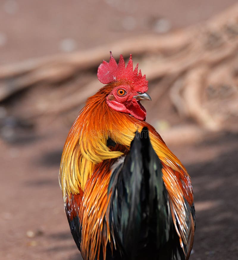 Jungle Fowl in Kerala Wetern Ghats Stock Image - Image of lighting ...