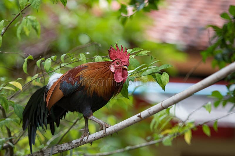 Red Jungle Fowl Walking on Tree Branch Stock Image - Image of bill ...