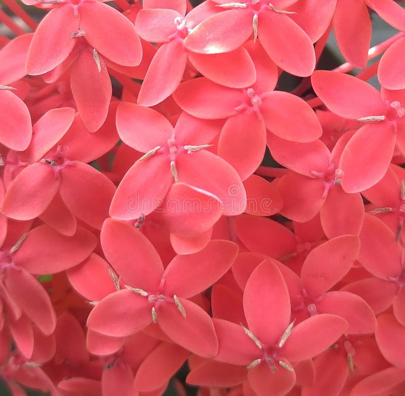 Beauty of Red Jungle Geranium Stock Photo - Image of bloom, wildflower ...