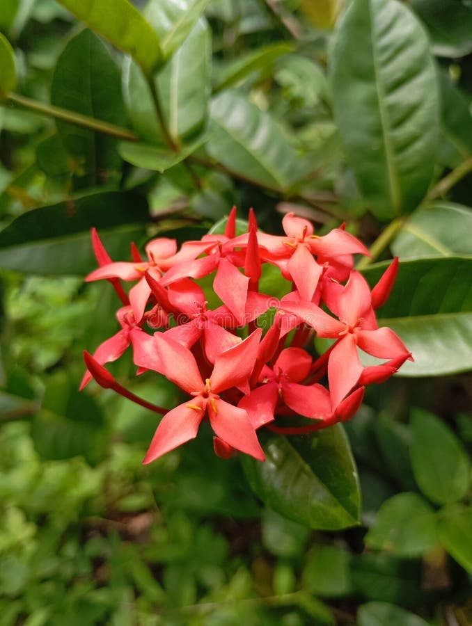 Red Jungle Geranium Flower the Beautiful Stock Image - Image of yellow ...