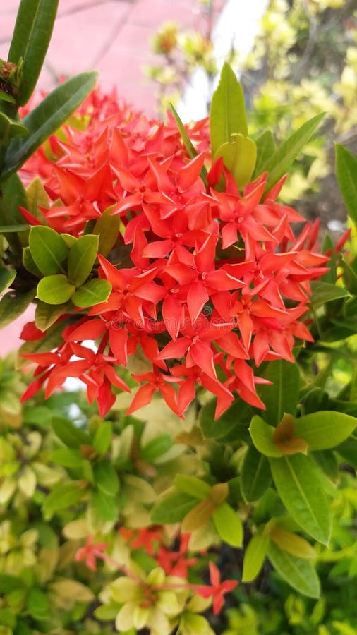 Red Jungle Geranium in the Park with Some Leaves As Background Stock ...