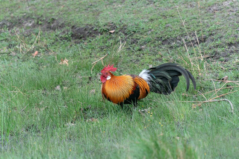 The Red Junglefowl Gallus Gallus Stock Photo - Image of innocent ...