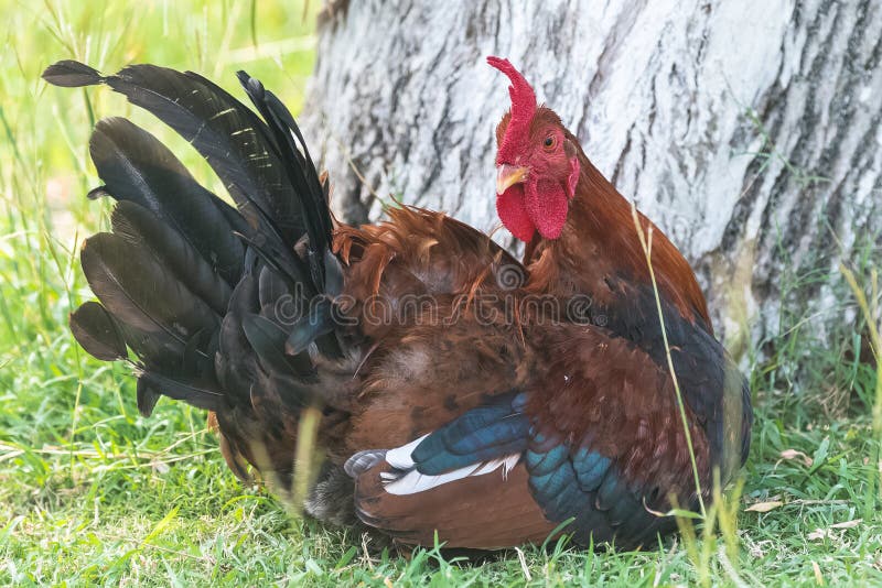 Head of a Junglefowl Rooster with a Bright Red Comb in Profile View ...