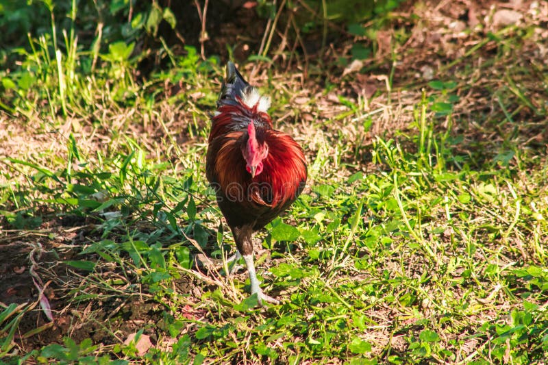 Red Junglefowl Walks Around the Grass, Scavenging for Insects Stock ...