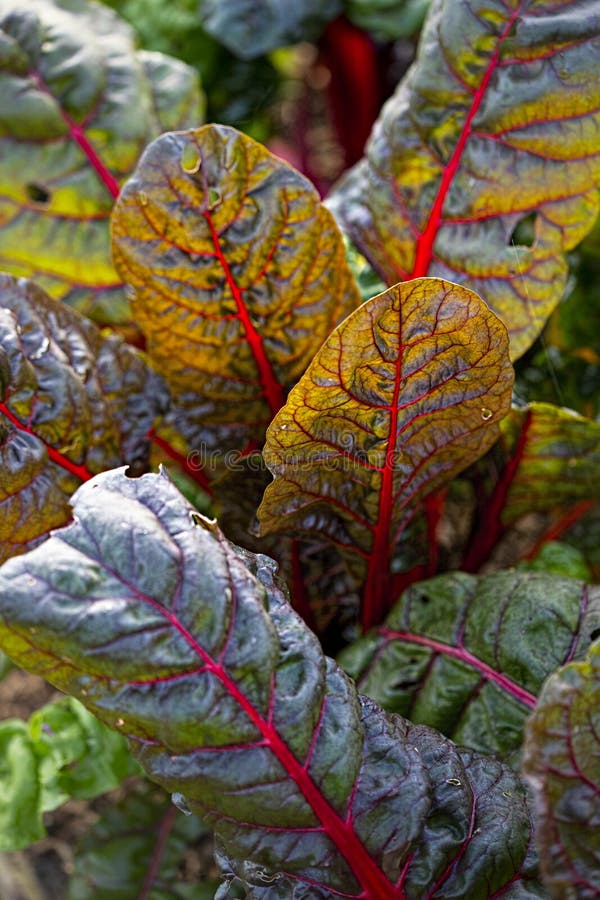 Red kale stock photo. Image of diet, healthy, environment - 88624726