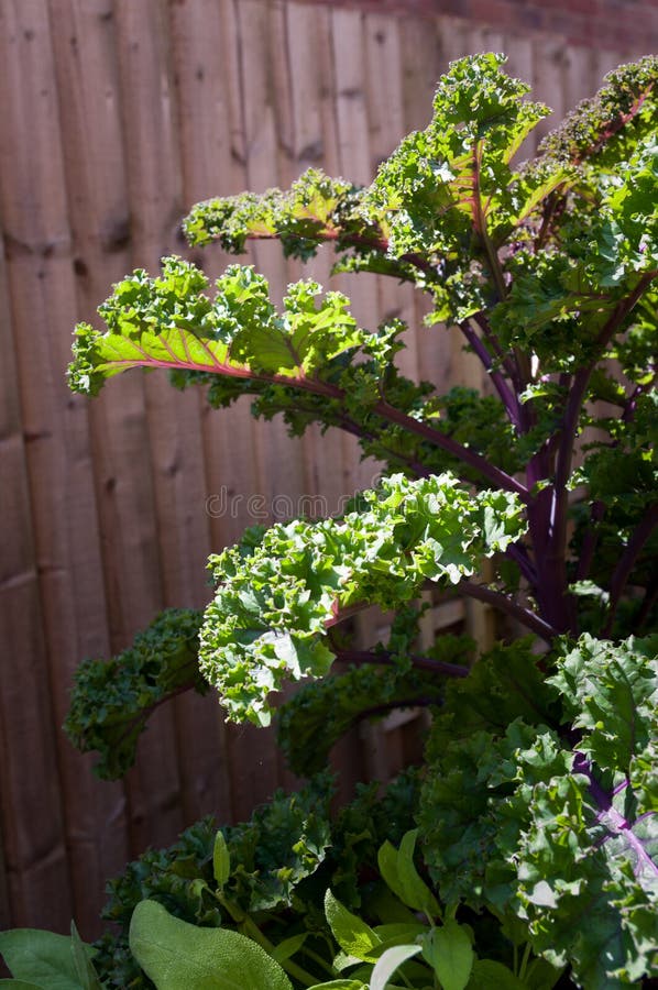 Red kale stock photo. Image of greens, kale, raised, garden - 71690958