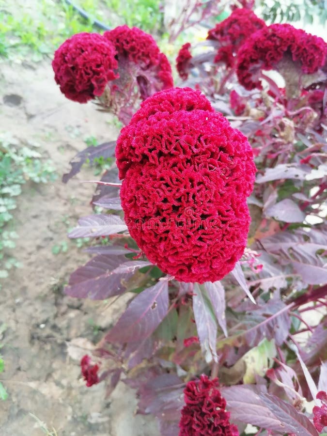 Kalgha Flower Stock Photos - Free & Royalty-Free Stock Photos from ...