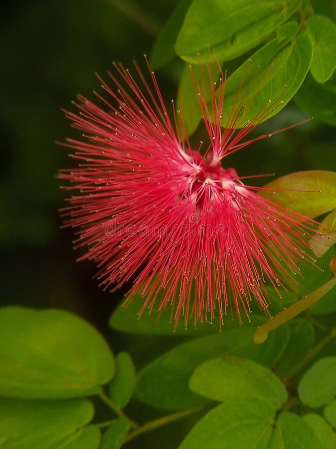 Red Kaliandra Tergemina Flower with Green Leaf Stock Photo - Image of ...