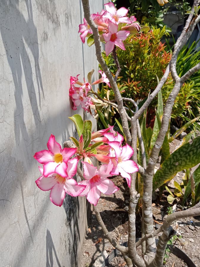 Red kamboja flower plants stock image. Image of plants - 289419645