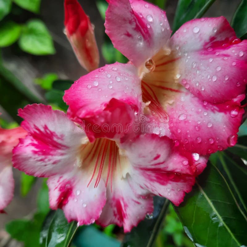 Red Kamboja Flowers stock photo. Image of tree, flowers - 261944098