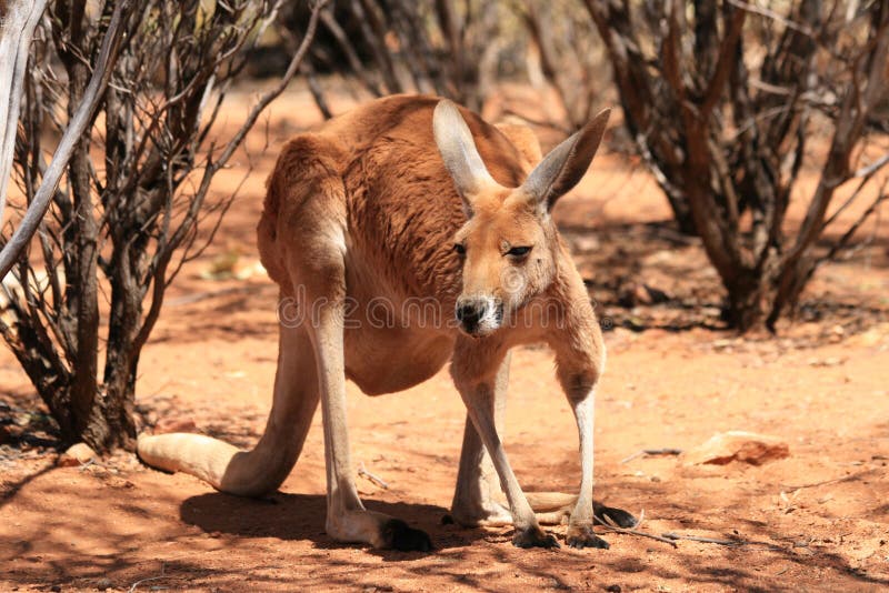 Red Kangaroo stock photo. Image of mammal, icon, kangaroo - 13641162