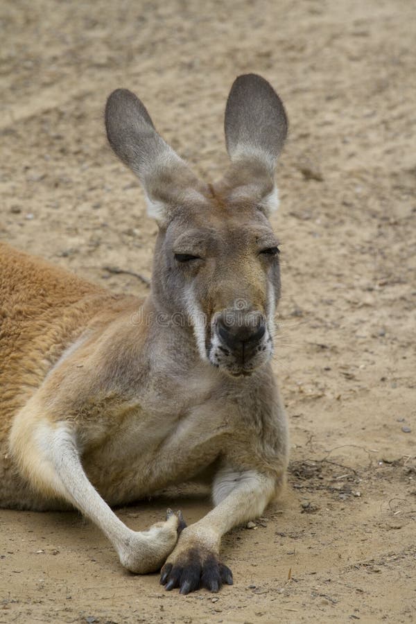 Standing red kangaroo stock photo. Image of animal, wallaby - 22085604