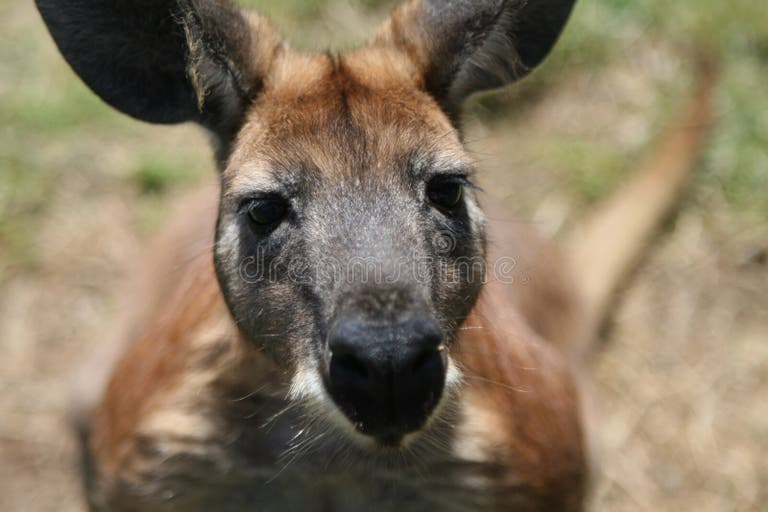 7,883 Red Kangaroo Morley Stock Photos - Free & Royalty-Free Stock ...