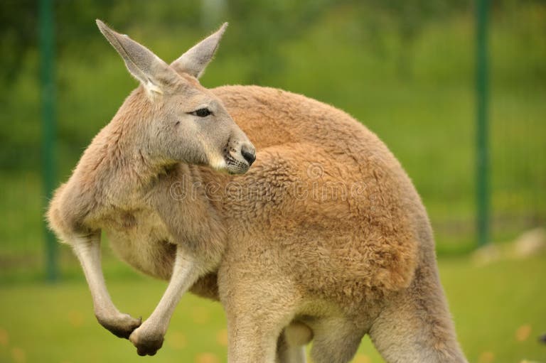 Red Kangaroo stock image. Image of park, baby, native - 19683177