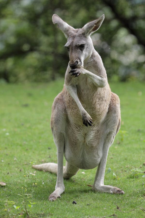 Red kangaroo stock image. Image of grass, animal, wildlife - 20812625