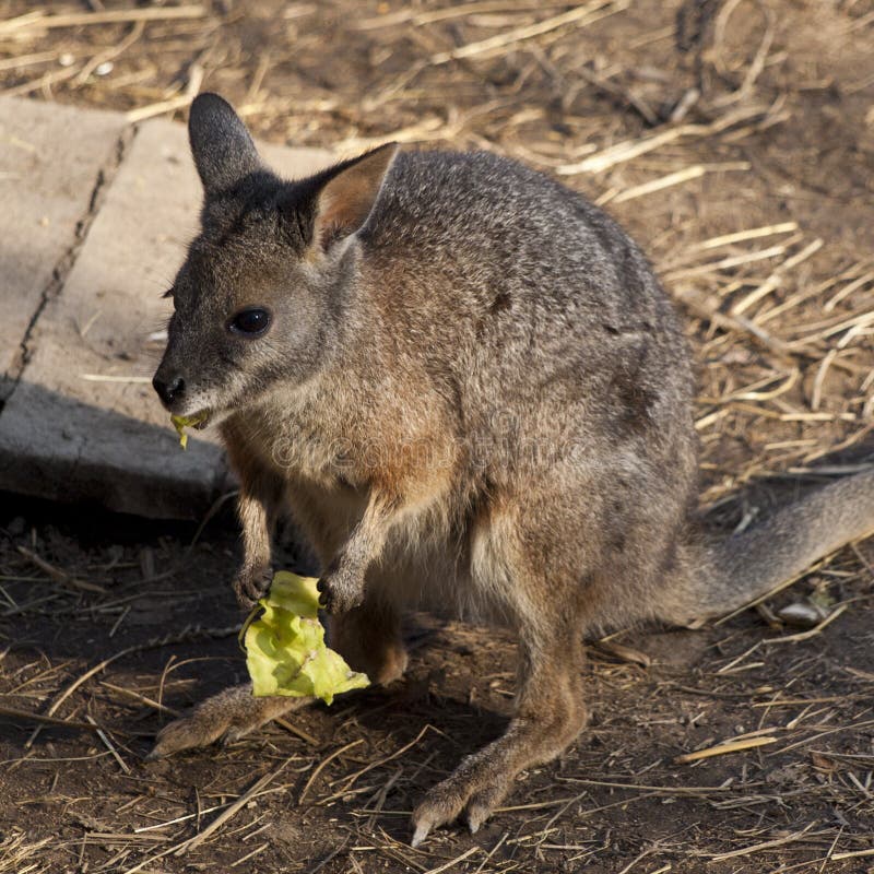 Red kangaroo stock photo. Image of organic, straw, cute - 24327724