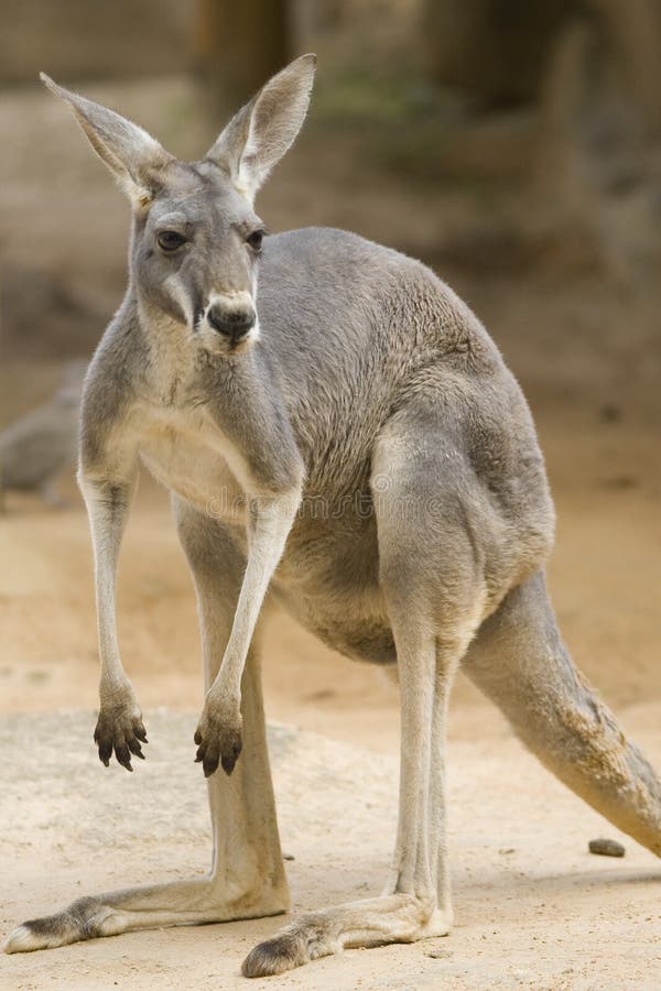 Standing red kangaroo stock photo. Image of animal, wallaby - 22085604
