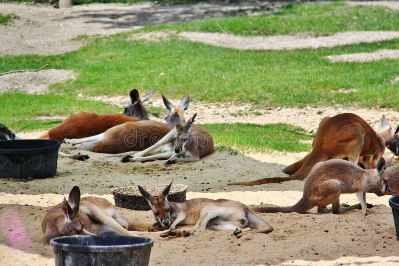 Red Kangaroo in Assiniboine Zoo, Winnipeg, Manitoba, Editorial Photo ...