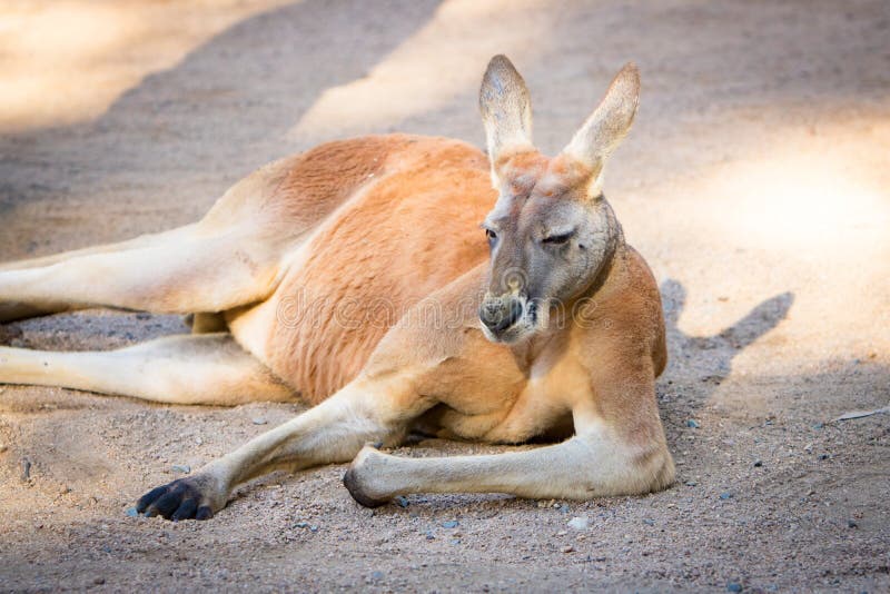 Adult Red Kangaroo Drinking Water Australia Stock Photo - Image of ...