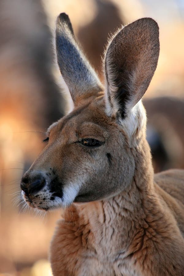 Red Kangaroo, Australia stock photo. Image of close, furry - 5901040