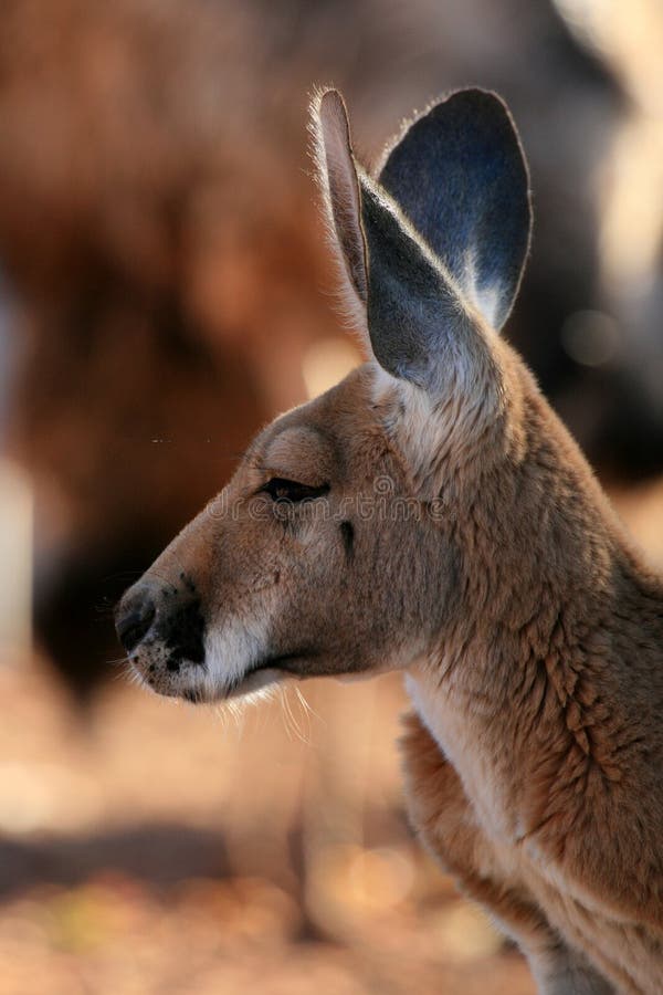 Red Kangaroo, Australia stock photo. Image of close, furry - 5901040