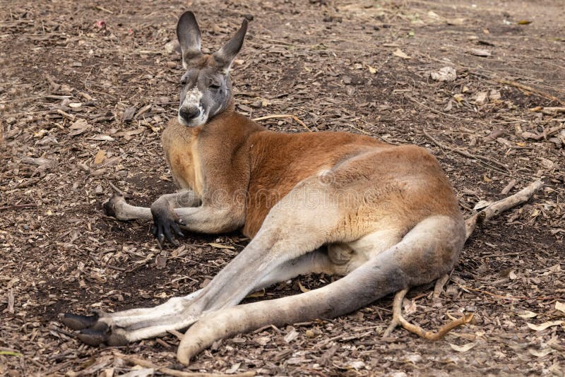 183 Kangaroo Buck Stock Photos - Free & Royalty-Free Stock Photos from ...