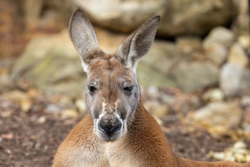 187 Kangaroo Buck Stock Photos - Free & Royalty-Free Stock Photos from ...