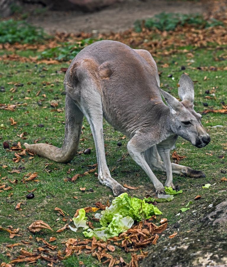 Red kangaroo 10 stock image. Image of creature, graze - 132754651