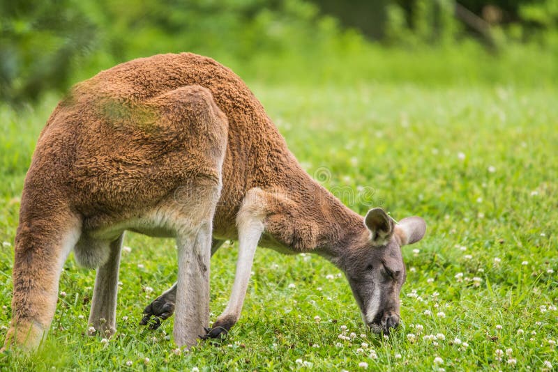 Red Kangaroo Eating Grass in Field Stock Photo - Image of hopping ...