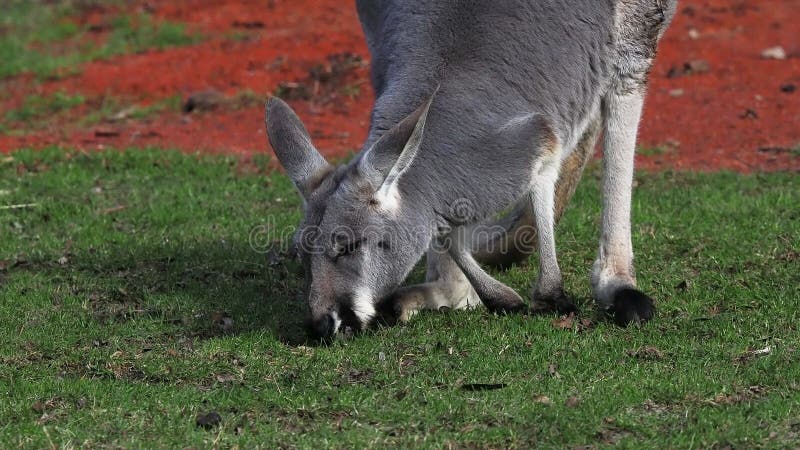 Red Kangaroo Eating Grass in Meadow Stock Footage - Video of animal ...