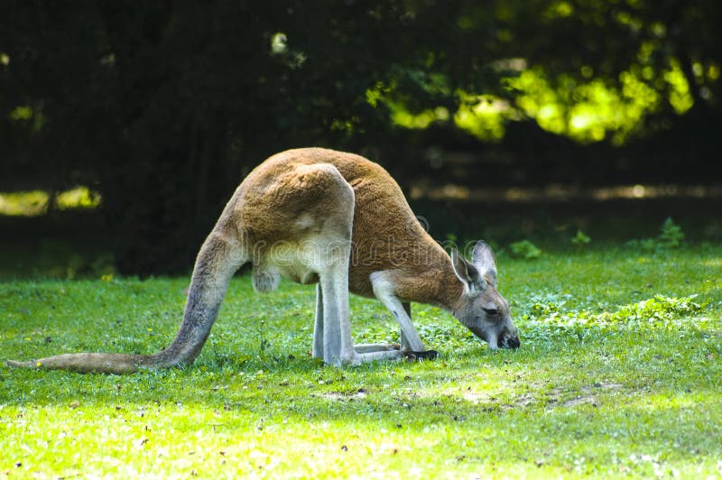 Red kangaroo eating grass editorial photo. Image of nature - 303371821