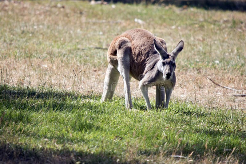 The Red Kangaroo is Grazing Stock Photo - Image of cute, australian ...