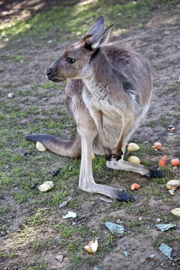 A red kangaroo stock photo. Image of whiskers, nose - 118696934