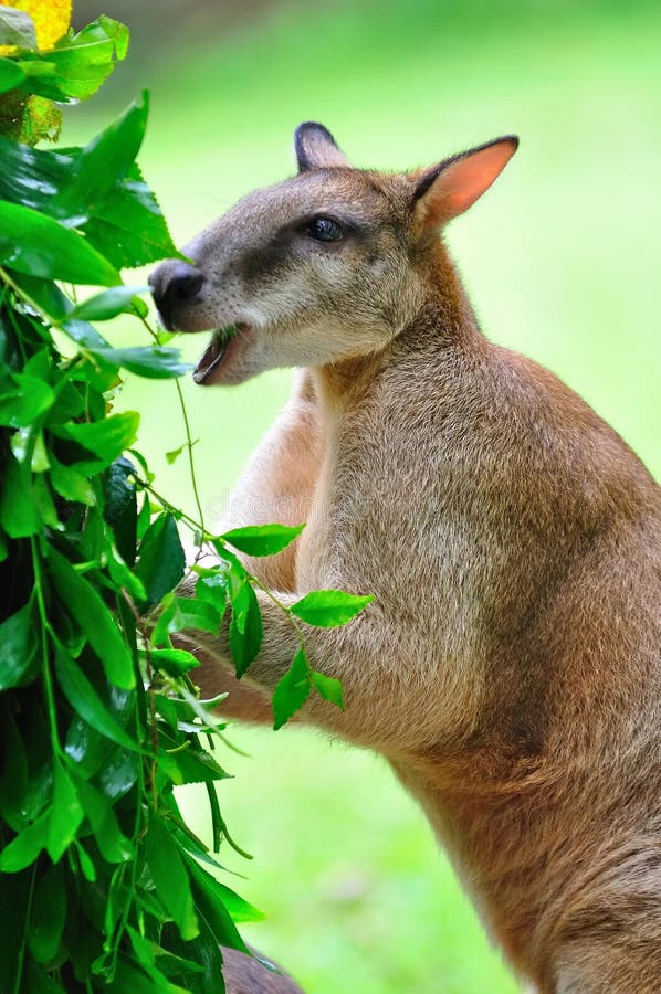 Red Kangaroo Enjoying Its Food Stock Photo - Image of animal, kangaroo ...