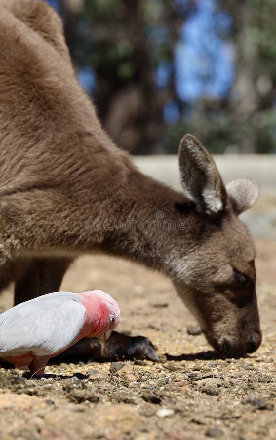 Red Kangaroo Interacts with a Bird in a Natural Outdoor Setting Stock ...