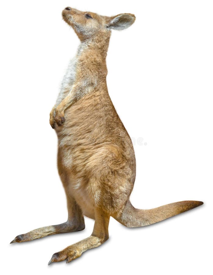 Red Kangaroo Stock Photos - Download 4,531 Royalty Free Photos
