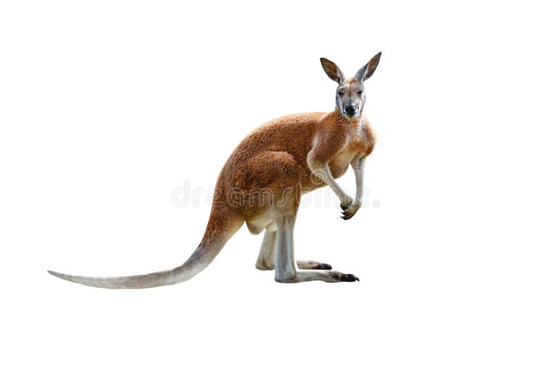 Red Kangaroo Isolated on White Background Stock Image - Image of ...