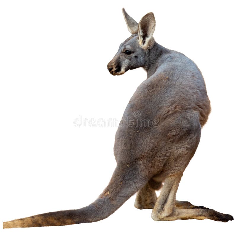 Kangaroo White Background