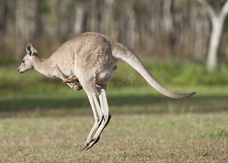 Red kangaroo stock image. Image of female, outback, wildlife - 48537463