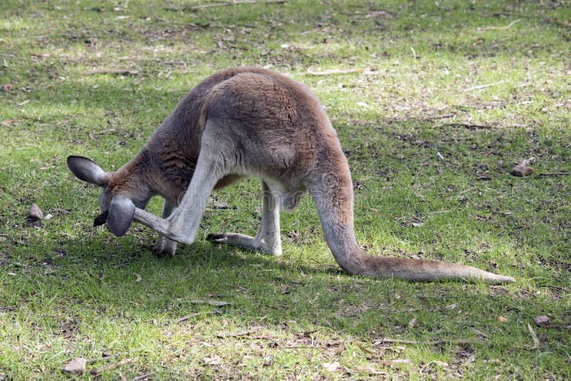 The Red Kangaroo is the Largest of the Marsupials Stock Photo - Image ...