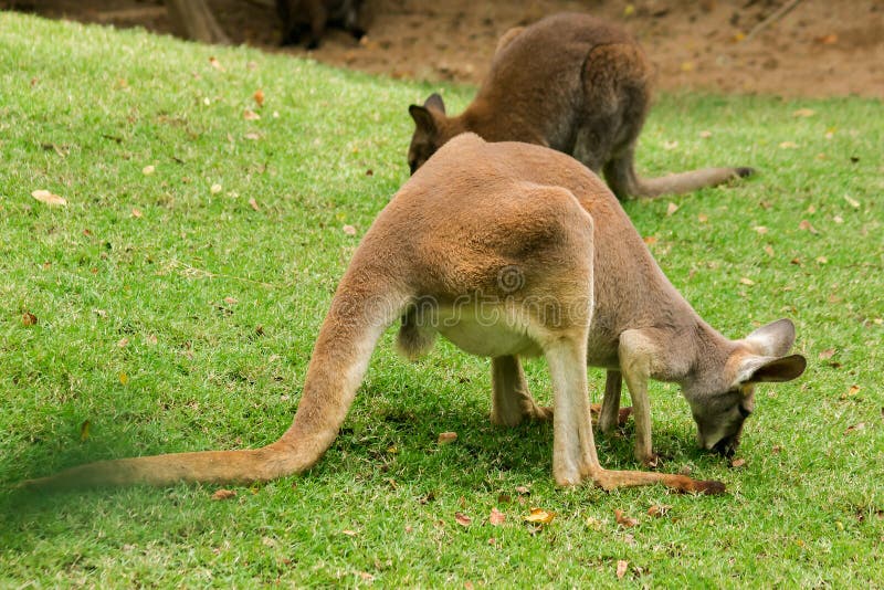 Red Kangaroo on the lawn stock photo. Image of head - 207696478