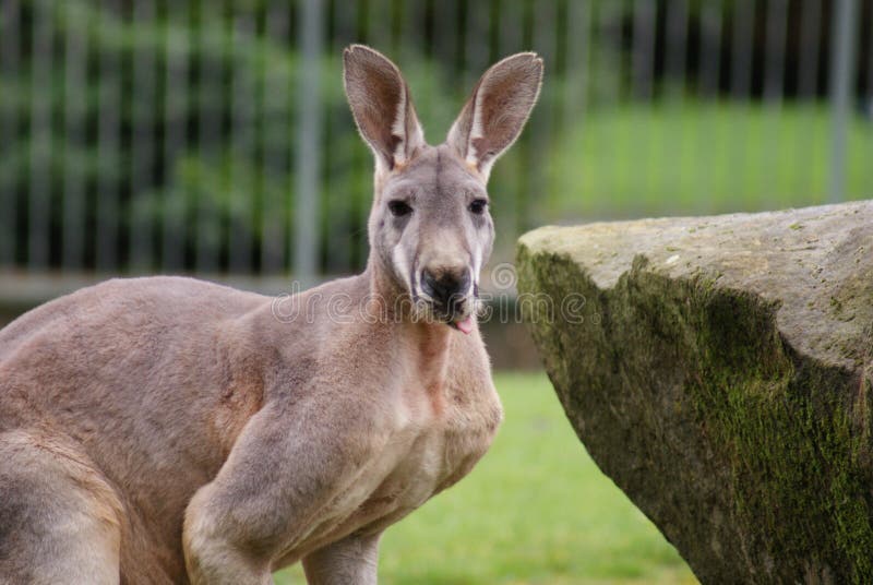 Red Kangaroo - Macropus Rufus Stock Image - Image of oceania, animalia ...