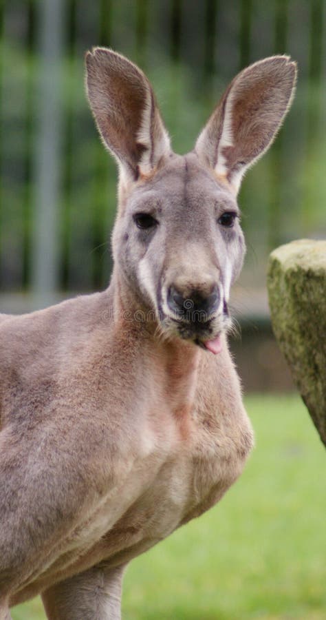 Red Kangaroo - Macropus Rufus Stock Image - Image of cute, oceania ...