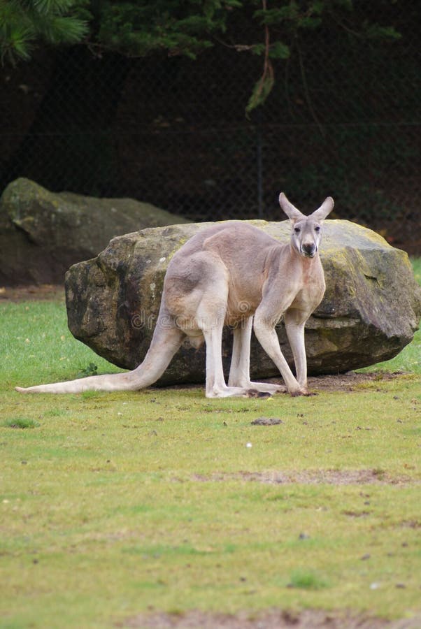 Red Kangaroo - Macropus Rufus Stock Photo - Image of kingdom, species ...