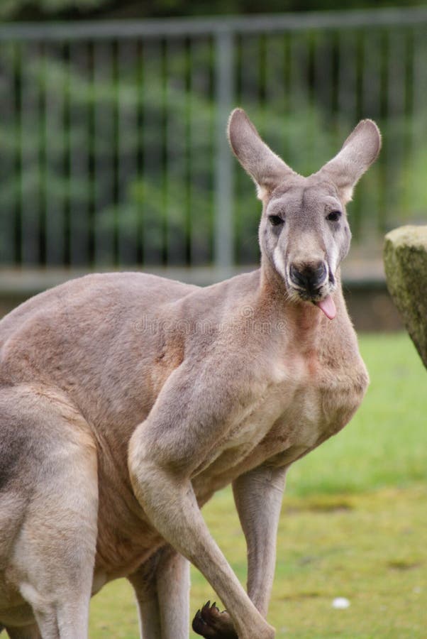 Red Kangaroo - Macropus Rufus Stock Image - Image of diprotodontia ...