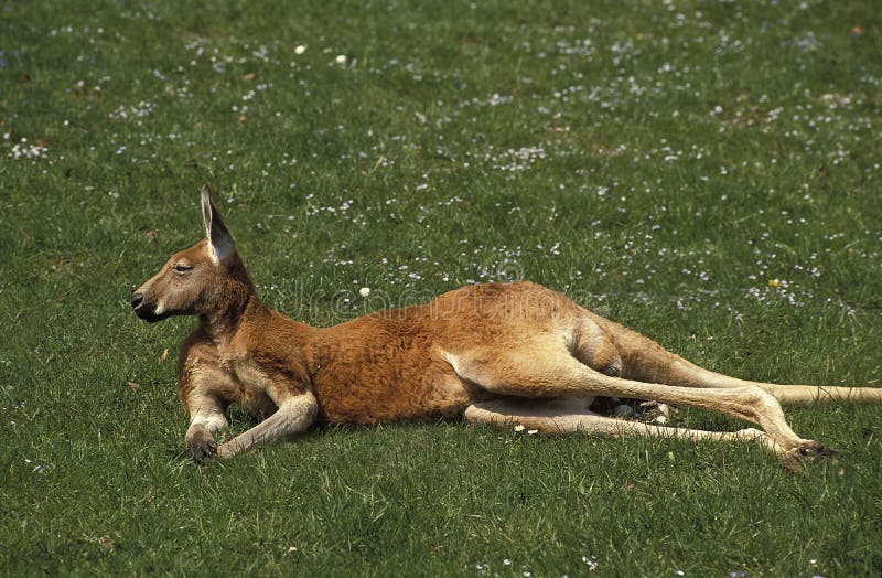 Red Kangaroo, Macropus Rufus, Adult Laying Down on Grass Stock Photo ...