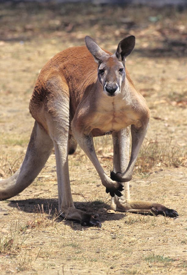 Red Kangaroo Macropus Rufus is the Largest of All Kangaroos, the ...