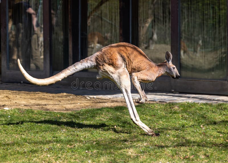 Red Kangaroo, Macropus Rufus in a German Park Stock Image - Image of ...
