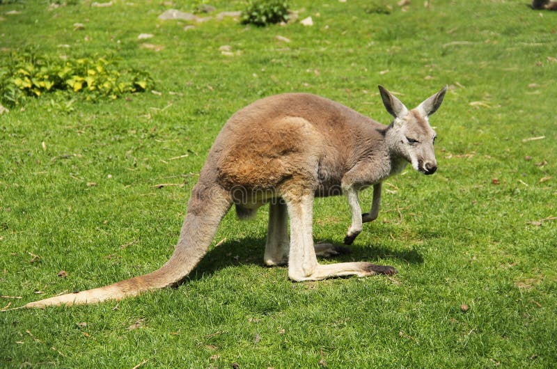 779 Kangaroo Strong Stock Photos - Free & Royalty-Free Stock Photos ...